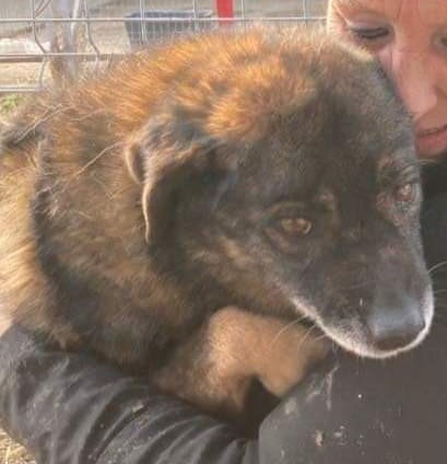 und plötzlich war da dieser Blick….. – suche-herrchen.de